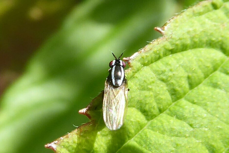 White-striped litter fly from Waikouaiti, New Zealand on November 22 ...