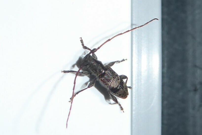 Flat-faced Longhorn Beetles from Waikouaiti, New Zealand on November 22 ...