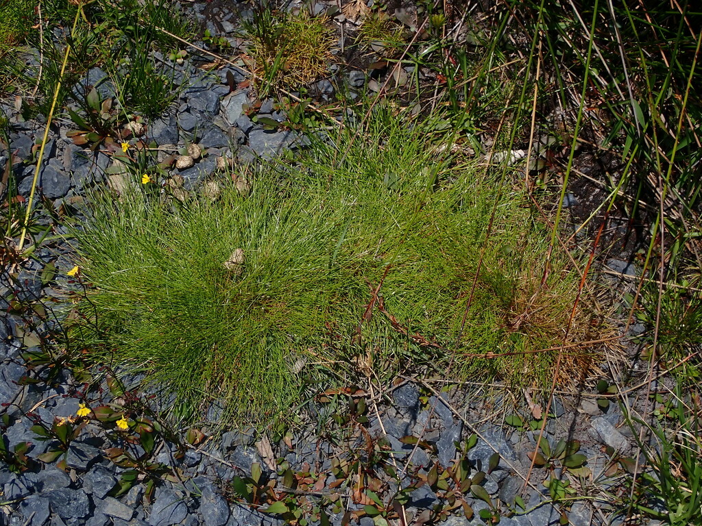 Fringe Rush from Red Rock NSW 2456, Australia on December 12, 2024 at ...