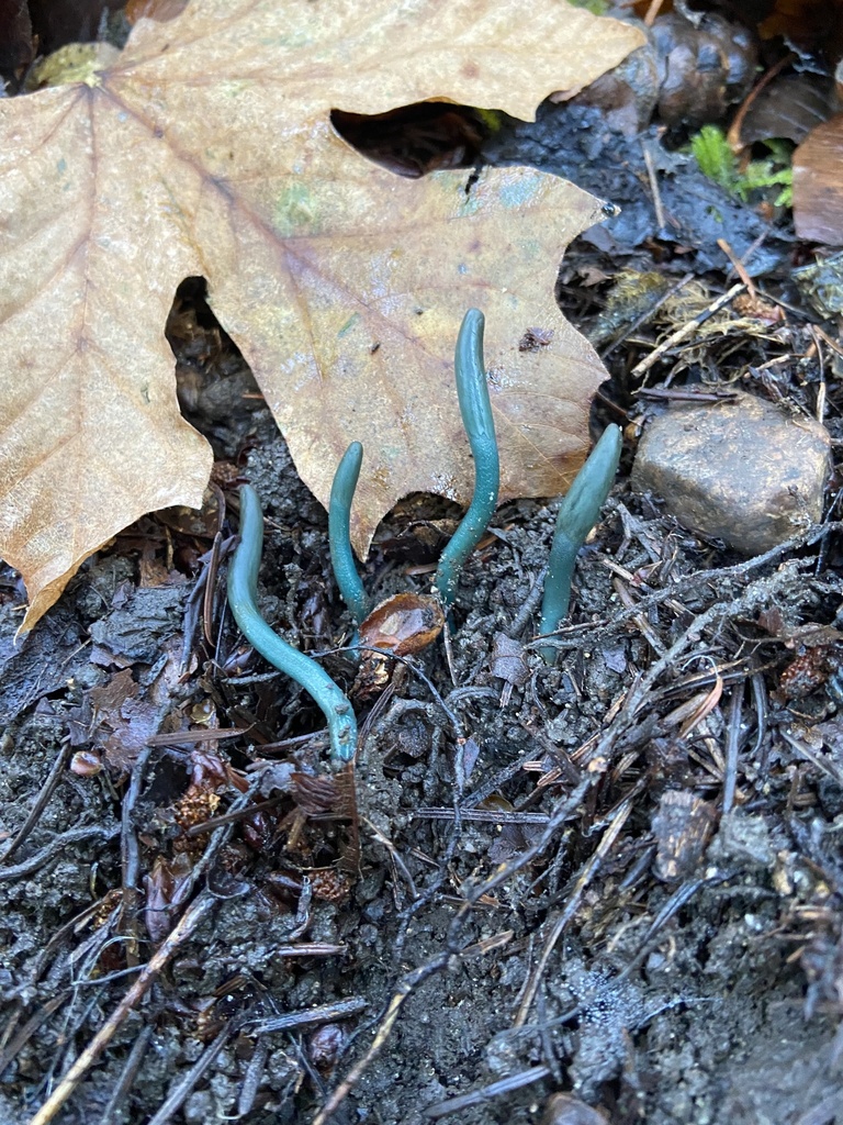 Microglossum nudipes in December 2024 by Graham Steinruck. Growing on ...