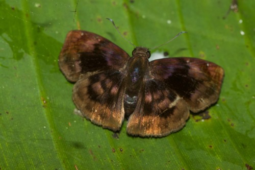 Chiapas Blue-Skipper (Pythonides rosa)