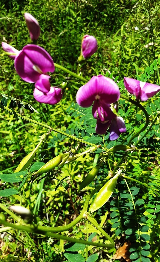 Smooth Darling Pea from Kanangra-Boyd National Park, NSW 2790 ...