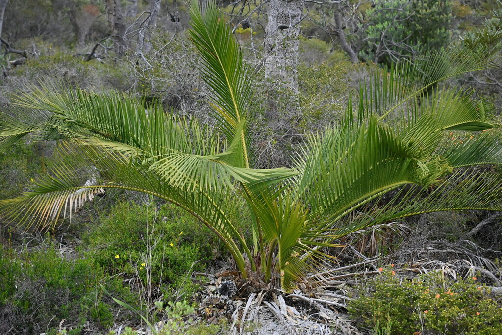 sandplain zamia from Yeal Gravity Discovery Centre WA 6503, Australia ...