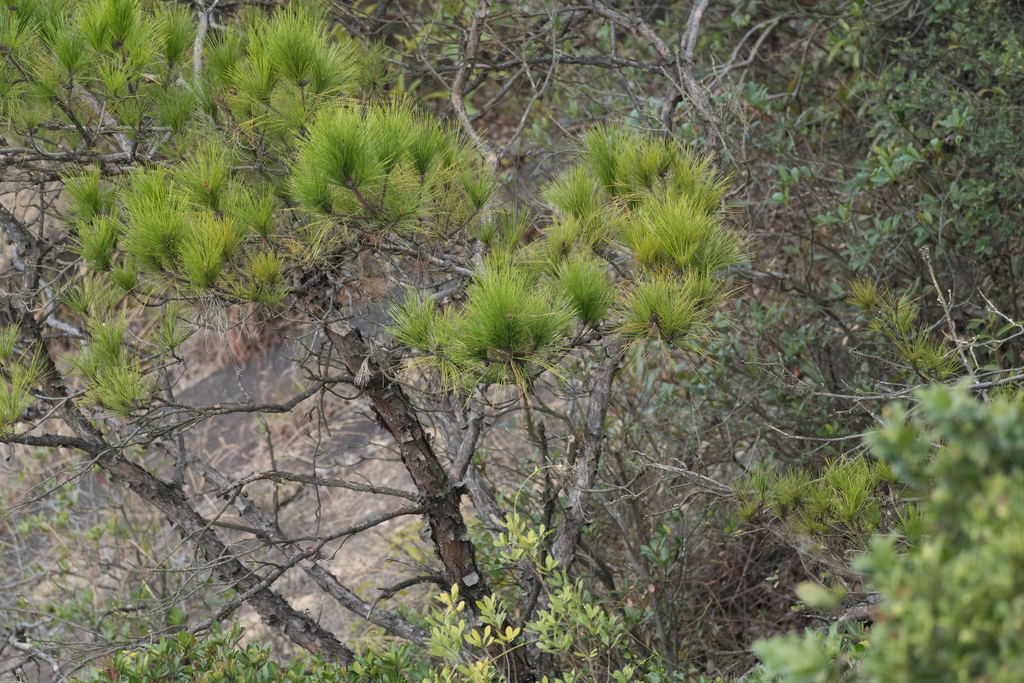 Masson's pine in December 2024 by tkp123 · iNaturalist