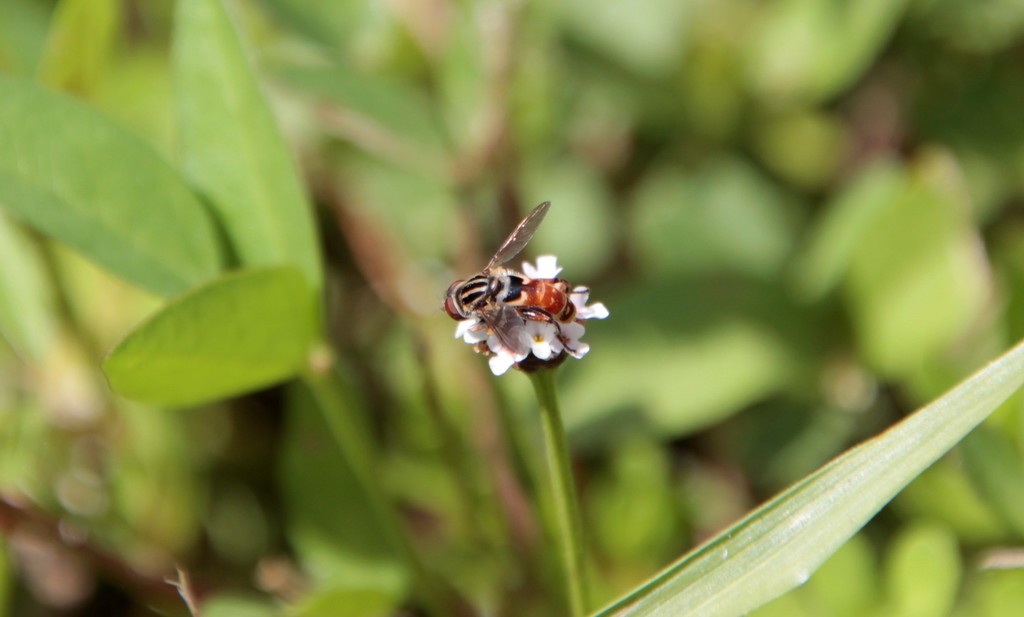 Long-spurred Swamp Fly from Miami-Dade County, FL, USA on July 21, 2019 ...