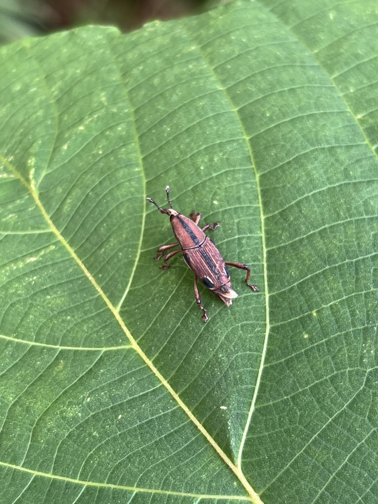 Sphenocorynes ocellatus in December 2024 by Nakatada Wachi · iNaturalist