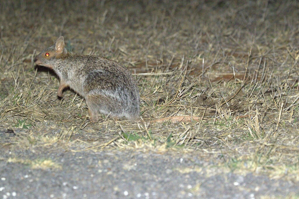 Spectacled Hare Wallaby from Porcupine QLD 4821, Australia on October ...