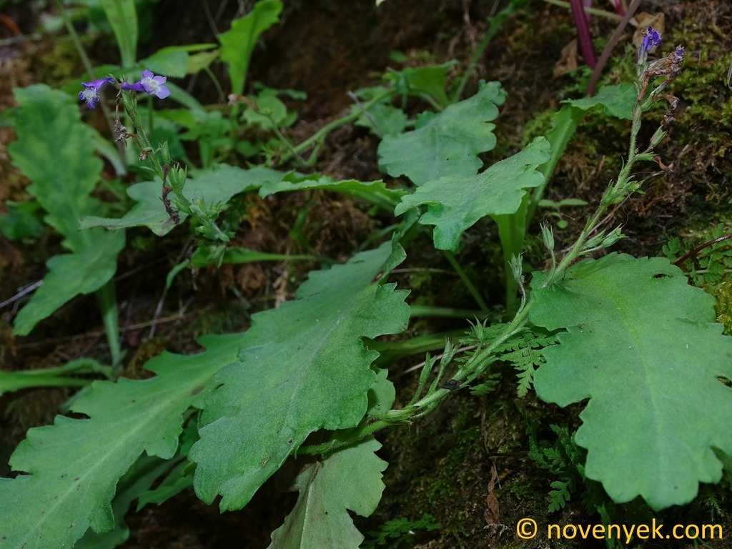 Wulfenia baldaccii in June 2023 by Exner Tamás · iNaturalist