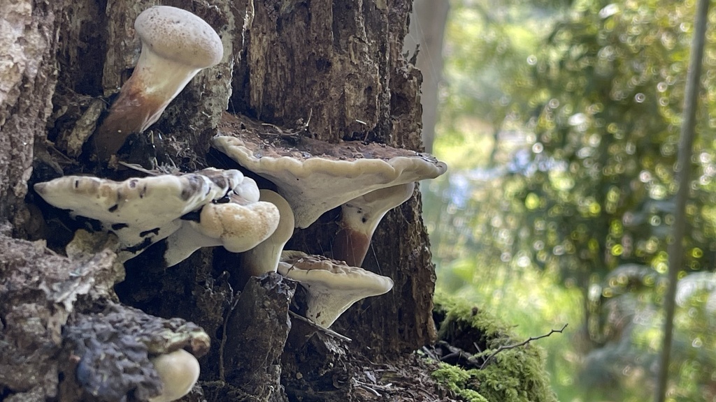 red-staining stalked polypore from Tasmania, Eugenana, TAS, AU on ...