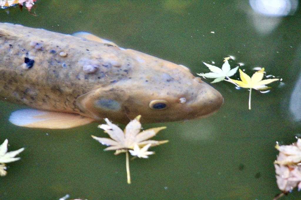 Amur Carp from Naritasan Park, Narita, Chiba, JP on December 12, 2024 ...