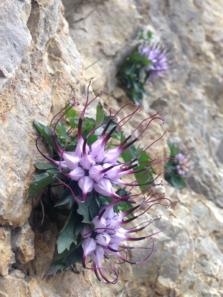 Tufted horned rampion from Province of Belluno, Italy on August 07 ...