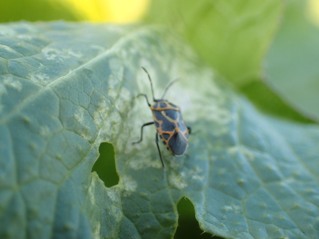 Painted bug from 日本、〒360-0035 埼玉県熊谷市河原町 on November 7, 2021 at 04:06 PM ...
