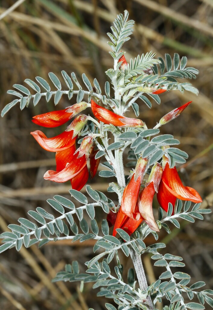 cancer bush from Cape Farms, Cape Town, South Africa on December 12 ...