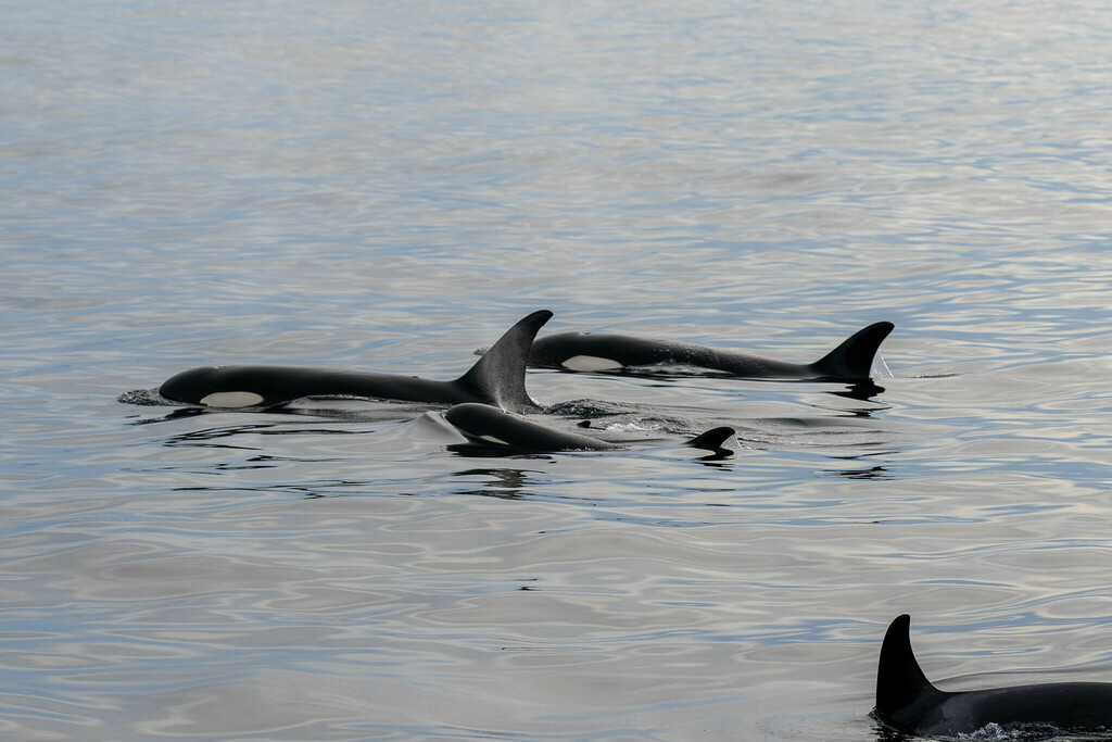 Orca from Rausu, Hokkaido, Japan on January 24, 2024 at 08:27 AM by 松井 ...