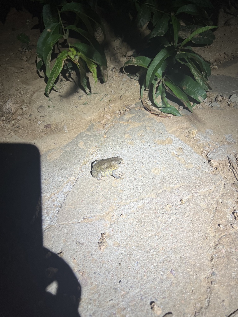 Boreal Digging Frog from 黄岛区, 青岛市, 山东省, CN on July 31, 2024 at 08:33 PM ...
