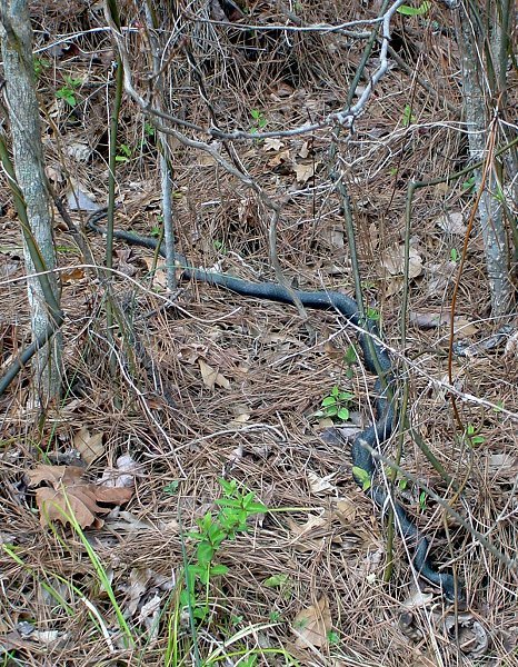 Black Racer (Reptiles and Amphibians of Ninety Six National Historic ...