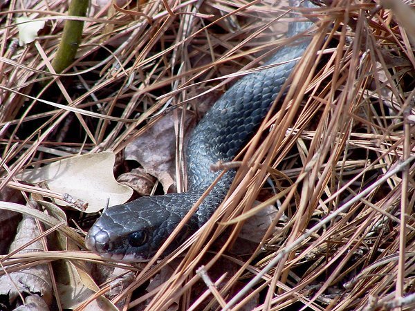 Black Racer (Reptiles and Amphibians of Ninety Six National Historic ...