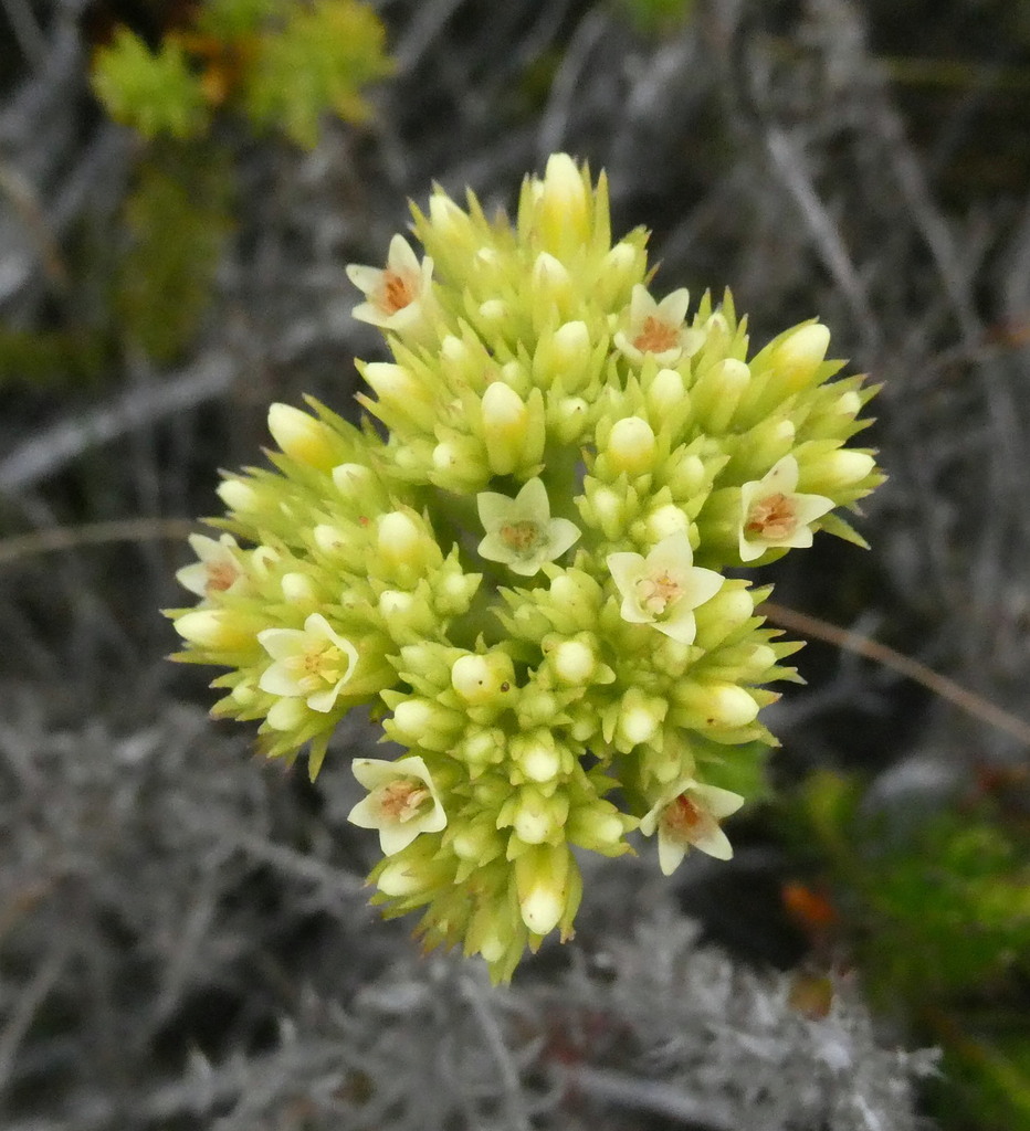 Crassula flava from Fish Hoek, Cape Town, 7975, South Africa on ...