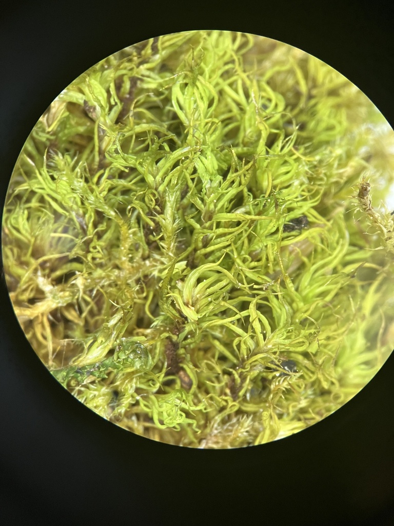 Twisted Moss from Lorne, NB, CA on July 18, 2024 at 12:00 PM by J ...