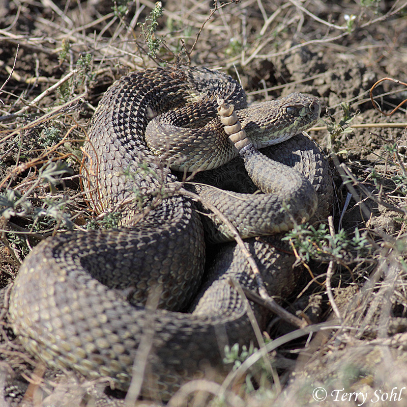 Prairie Rattlesnake from Jones County, SD, USA on October 10, 2011 at ...