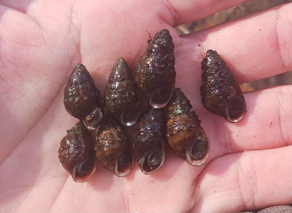 Varicose Rocksnail from POWELLS CRSRD, TN 37397, USA on December 11 ...