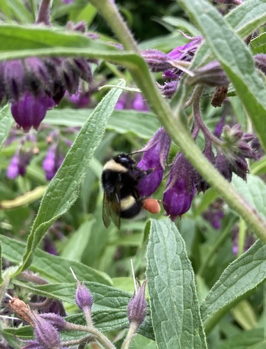 Photo 456700267, (c) pbulman, some rights reserved (CC BY-NC ...