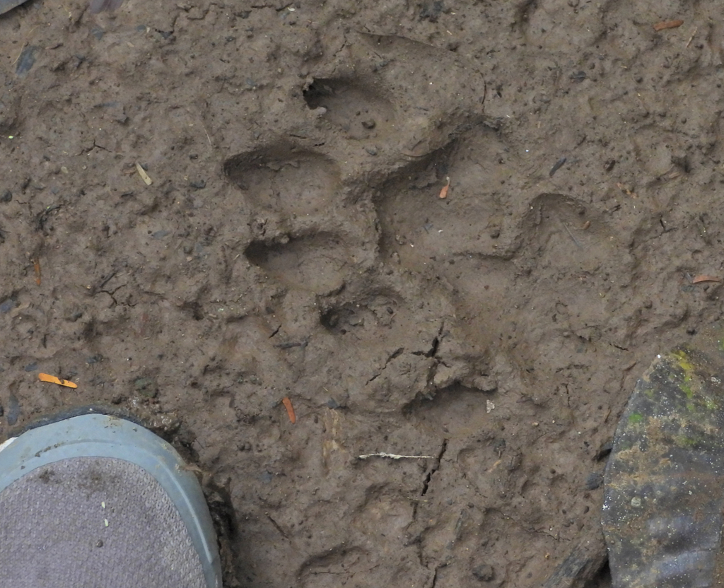 Mountain Lion from Provincia de Puntarenas, Garabito, Costa Rica on ...