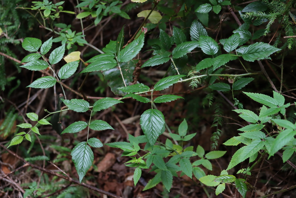 South African Raspberry from Contour Path, Hiddingh Ravine to Window ...
