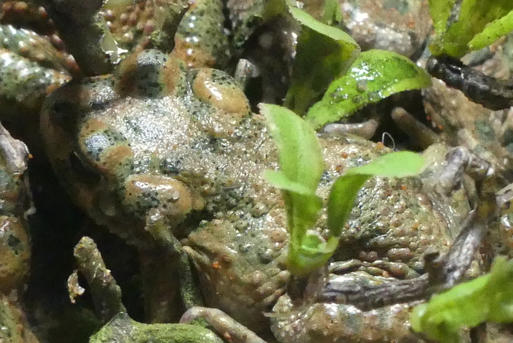 Brongersma's Toad from Al Haouz, Morocco on December 8, 2024 at 10:51 ...