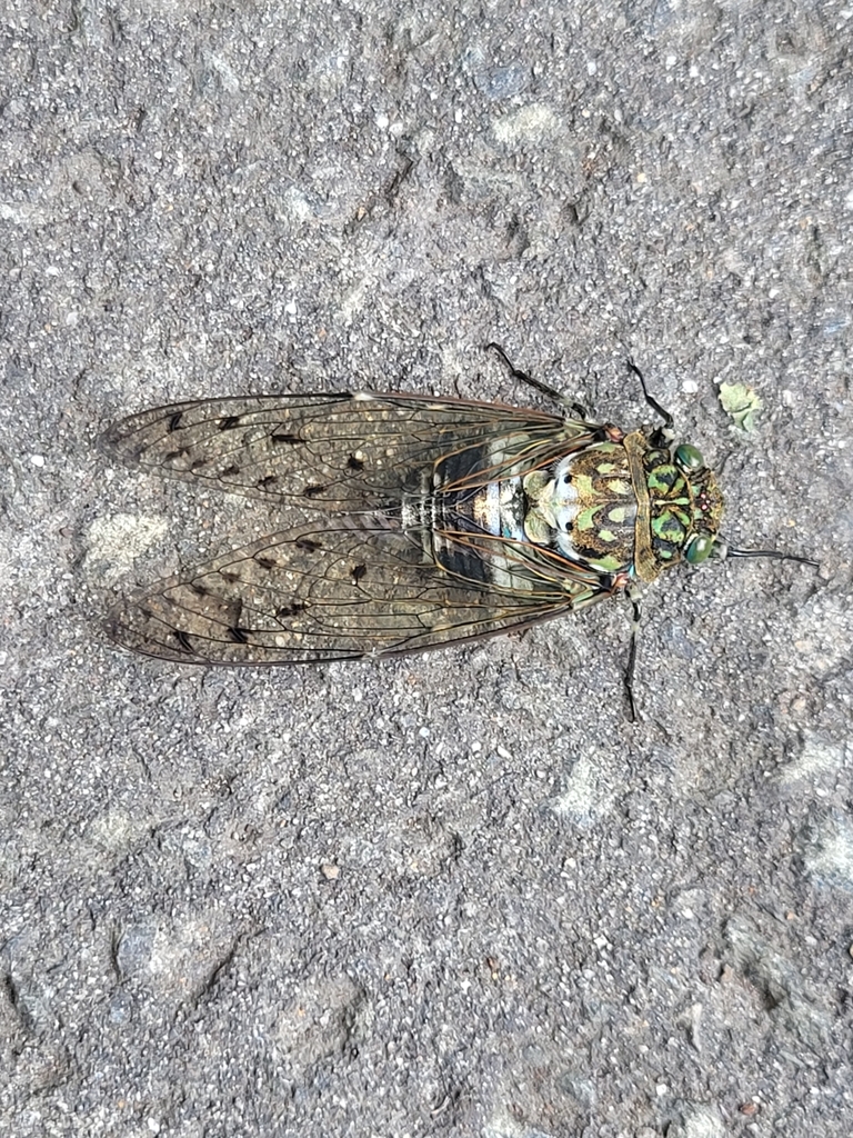 Robust Cicada from 303 Matsushiro, Matsumae, Matsumae District ...