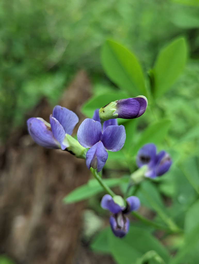 tall blue wild indigo from Raleigh County, WV, USA on June 3, 2024 at ...