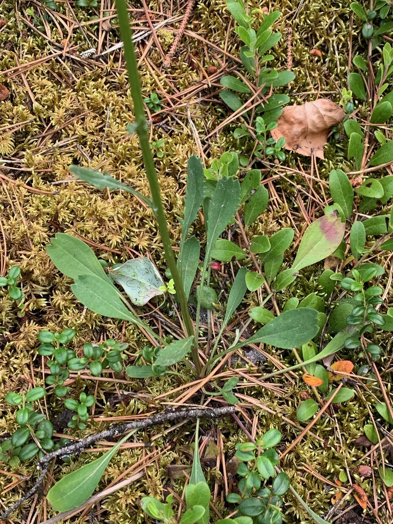 Rocky Mountain groundsel from Yukon, Yukon, Canada on July 12, 2019 at ...