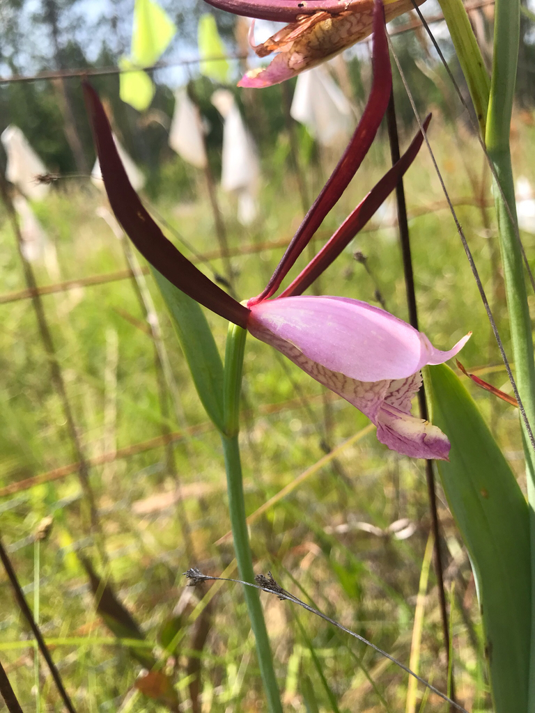 large spreading pogonia in June 2019 by Tucker. How do you correct a wrong ID? This is ...