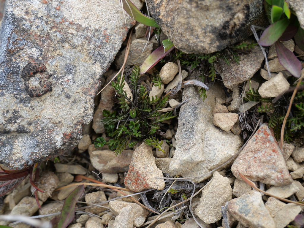 Leptinella pectinata pectinata from Castle Hill 7580, New Zealand on ...