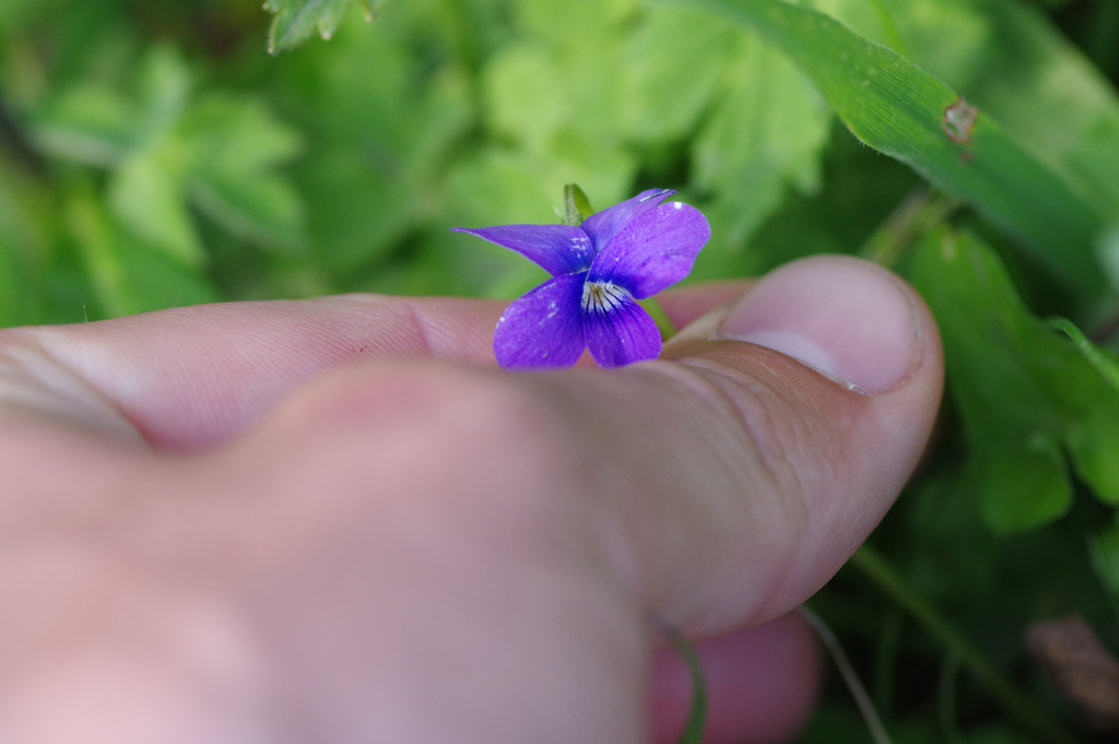marsh blue violet from Grayson County, VA, USA on June 4, 2024 at 05:55 ...