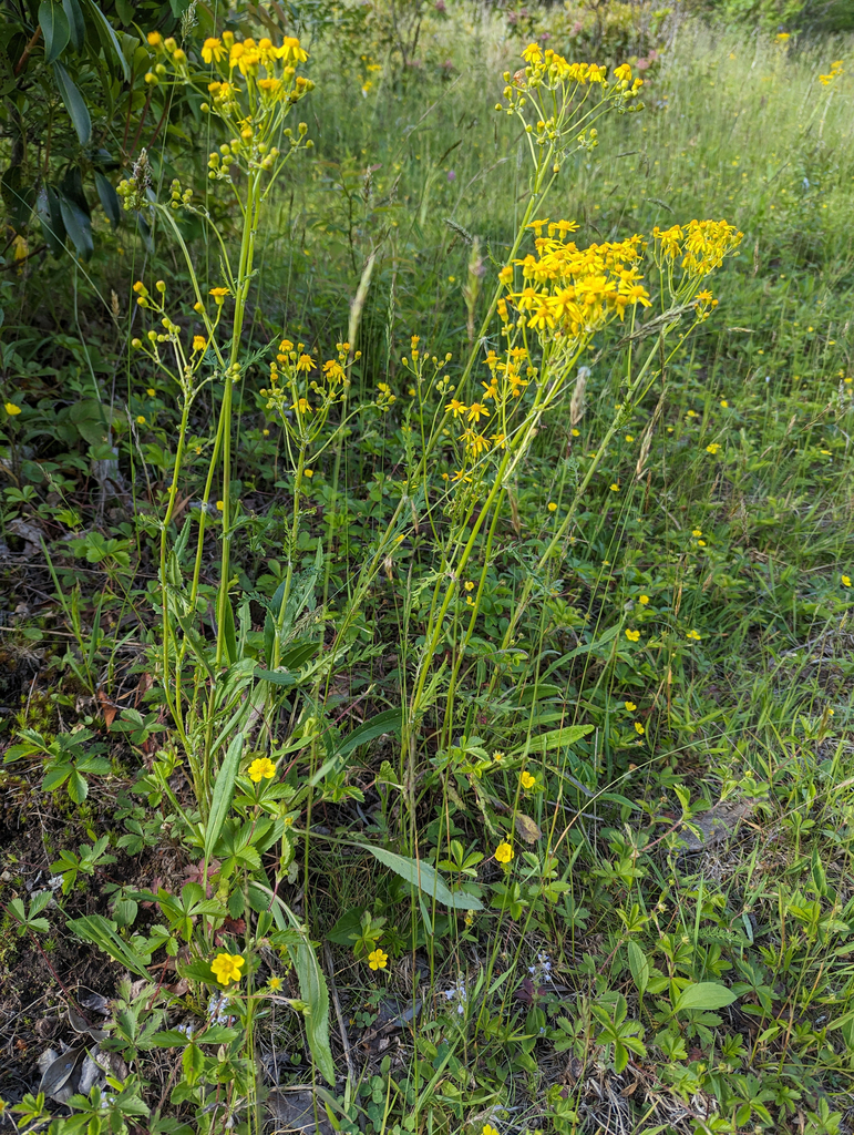 Small's ragwort from Grayson, Virginia, United States on June 4, 2024 ...