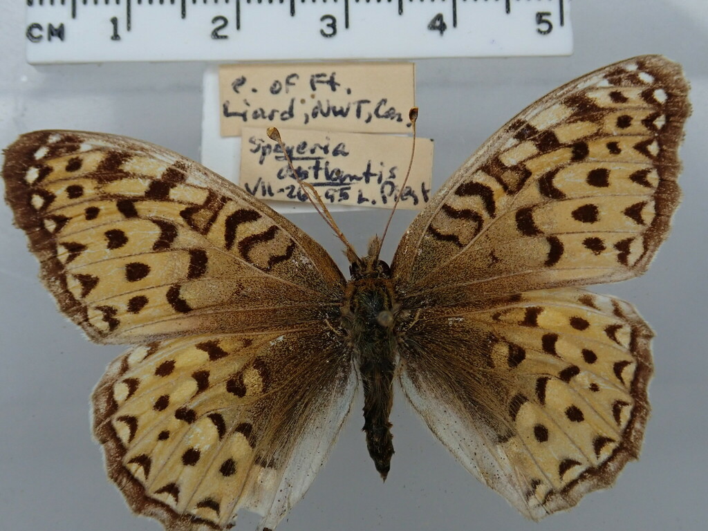 Atlantis Fritillary from Fort Liard, NT X0E, Canada on July 26, 1995 by ...