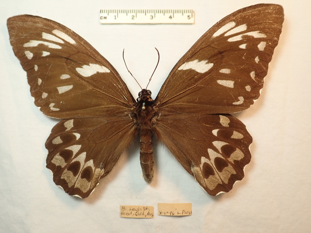 Cairns Birdwing from Shannonvale QLD 4873, Australia on October 1, 1996 ...