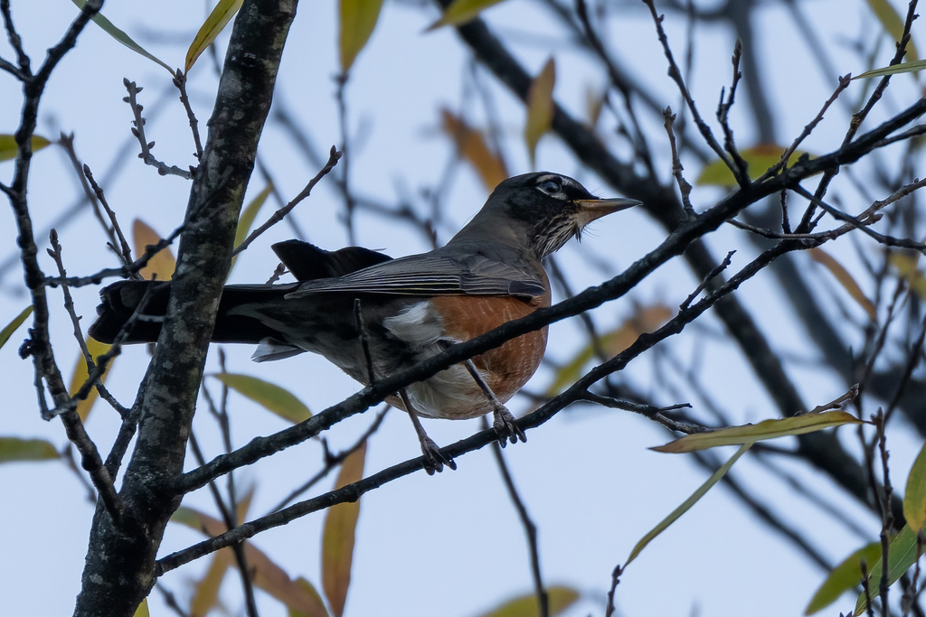 American Robin from Downtown Atlanta, Atlanta, GA, USA on December 6 ...