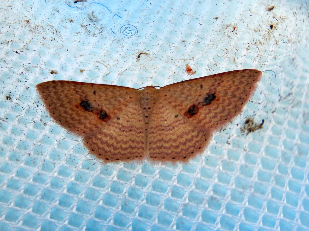 Red-spotted delicate from Sydney NSW, Australia on December 13, 2024 at 07:35 AM by Jack Crosbie ...