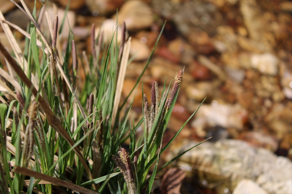 Emory's sedge in March 2024 by Jack Looney · iNaturalist