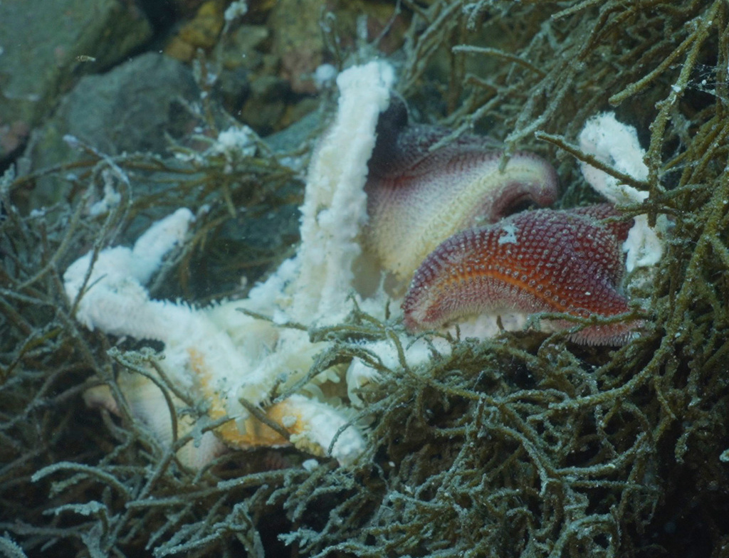 Antarctic Sun starfish from Antarctica on November 17, 2024 at 09:28 PM ...