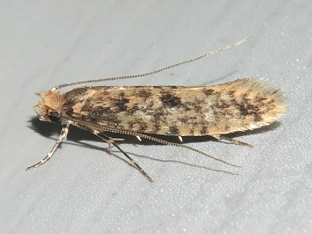 Cephitinea obscurostrigella in October 2020 by stevewalternature ...