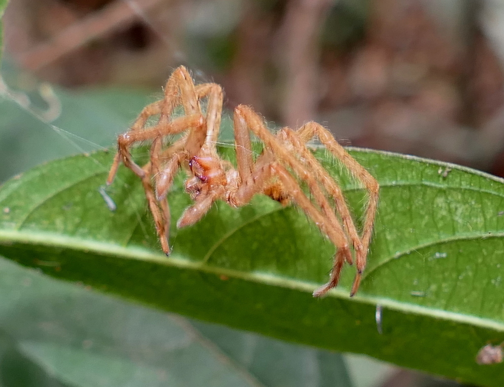 Entelegyne Spiders from Zona rural de Paudalho - Pernambuco on December ...