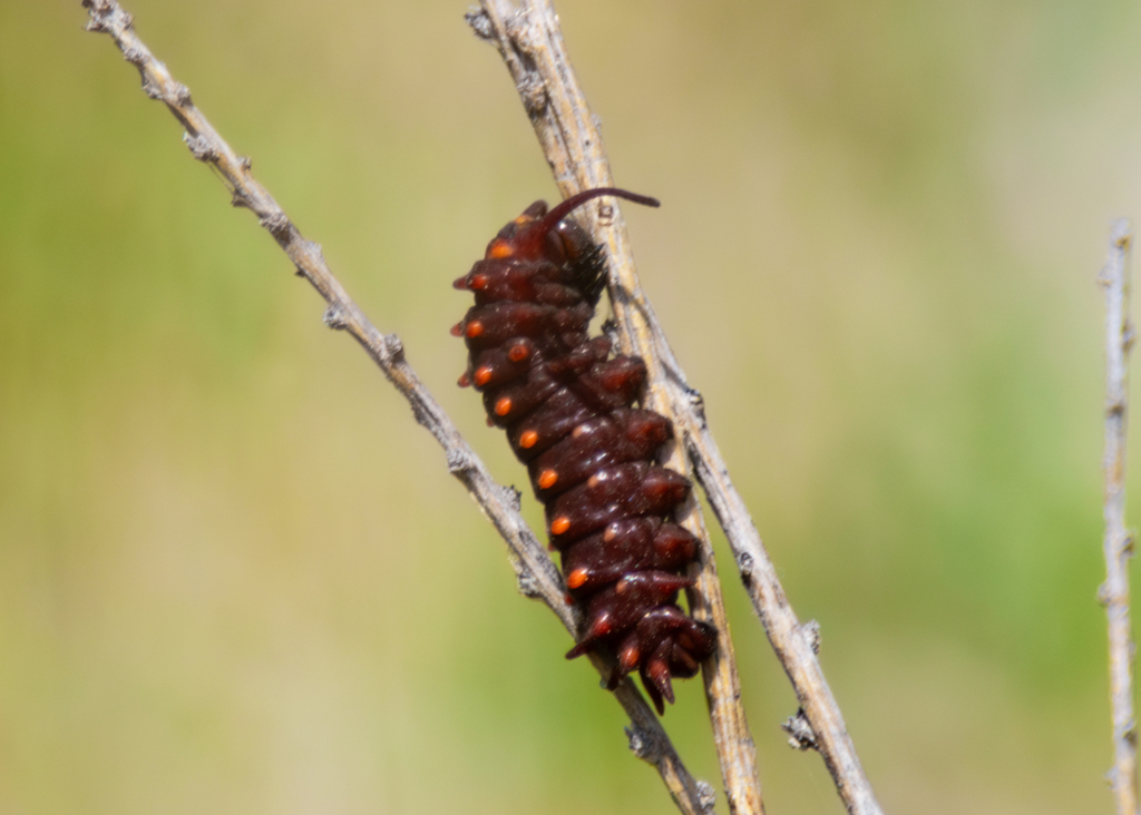 Pipevine Swallowtail from Villa de Arriaga, S.L.P., México on August 30 ...