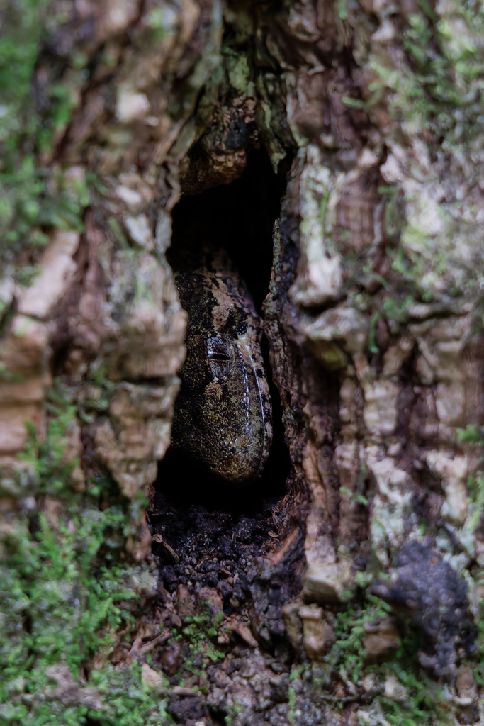 Ngahere Gecko in December 2024 by nerdtakula. Lying sideways hidden in ...