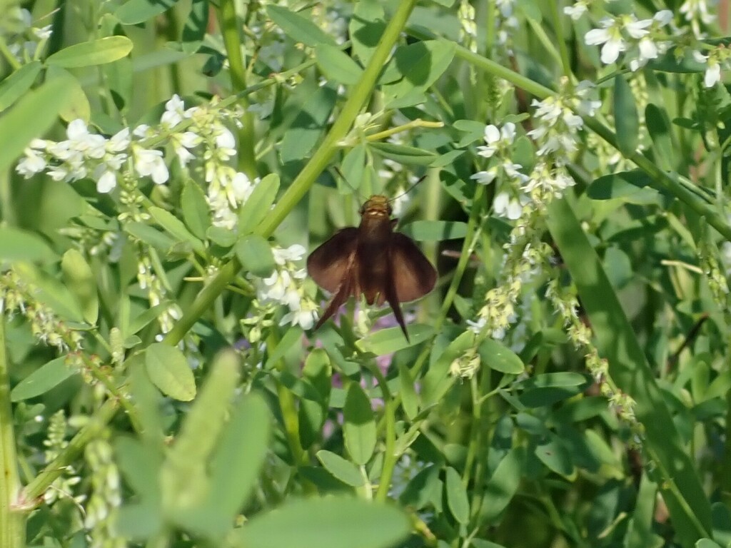Dun Skipper in July 2024 by Angus Mossman. Melilotus albus in young ...