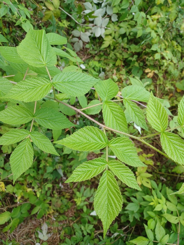 American red raspberry from Lake Travers, Algonquin Provincial Park ...