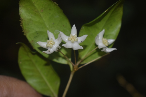 Hoya cembra · iNaturalist Ecuador