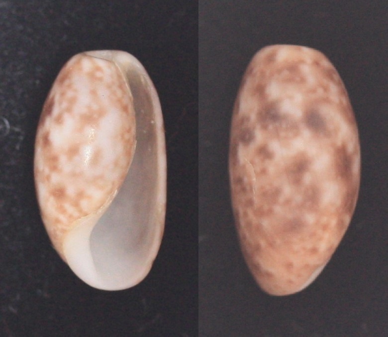 Common Atlantic Bubble from Attica, Attica, GR on October 2, 2019 by ...